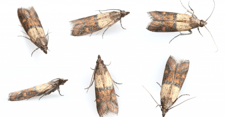 What Causes Carpet Moths? (Everything You Need to Know) – Carpet and ...