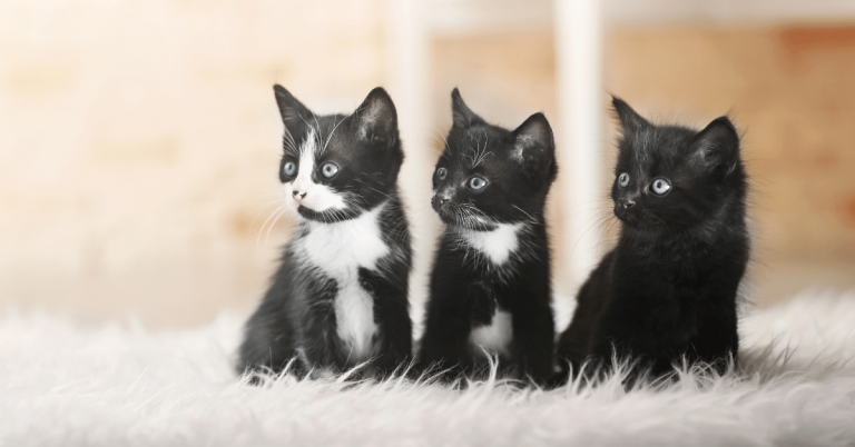 Best Carpet For Cats (4 Types) – Carpet and Rug World