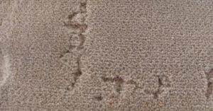 Carpet Worms (Everything You Need to Know in 1 Post) – Carpet and Rug World